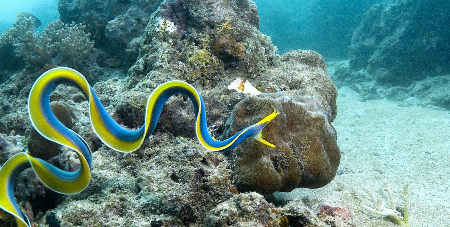 Zanzibar wildlife | wildlife in zanzibar
