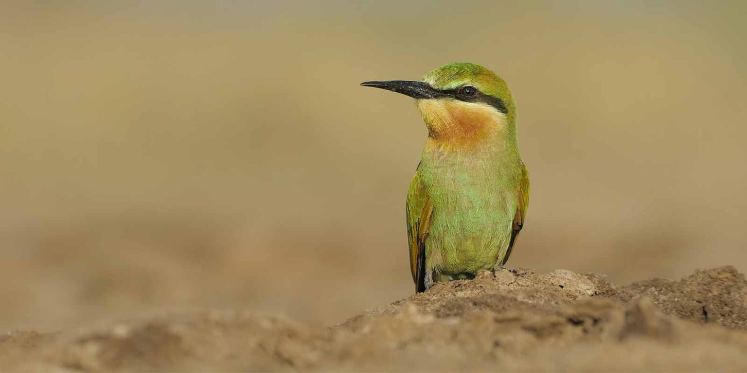 Birds in Amboseli National Park | amboseli park birds
