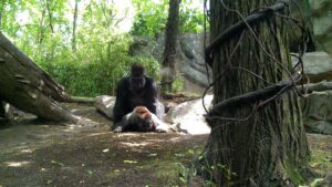 Gorilla sex , mating and reproduction | gorilla mating | sex in gorillas